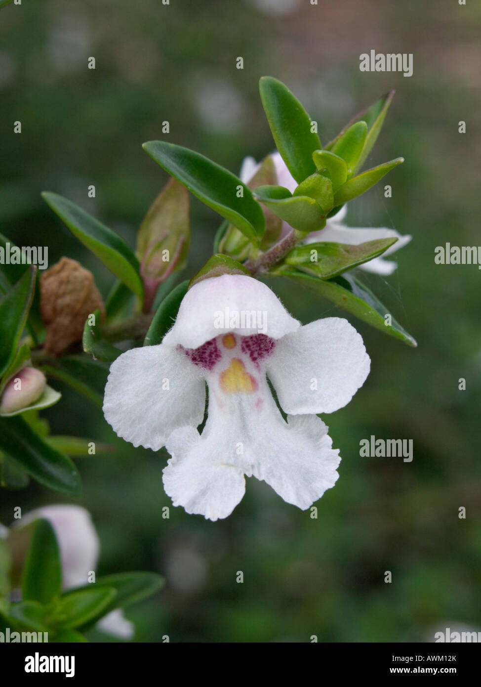 Alpine mint bush (Prostanthera cuneata Stock Photo - Alamy