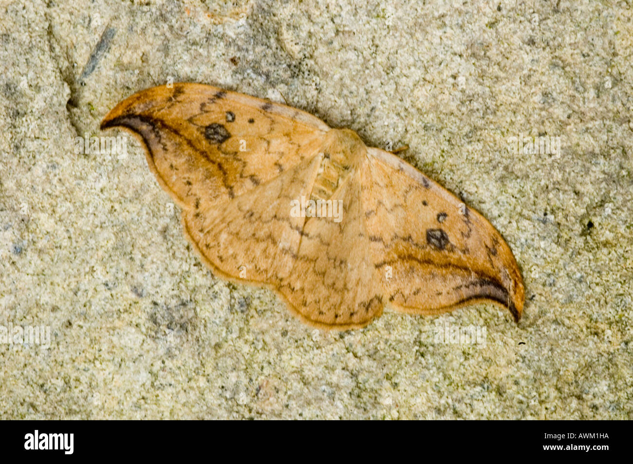 PEBBLE HOOK TIP DREPANA FALCTARIA MOTH Stock Photo - Alamy