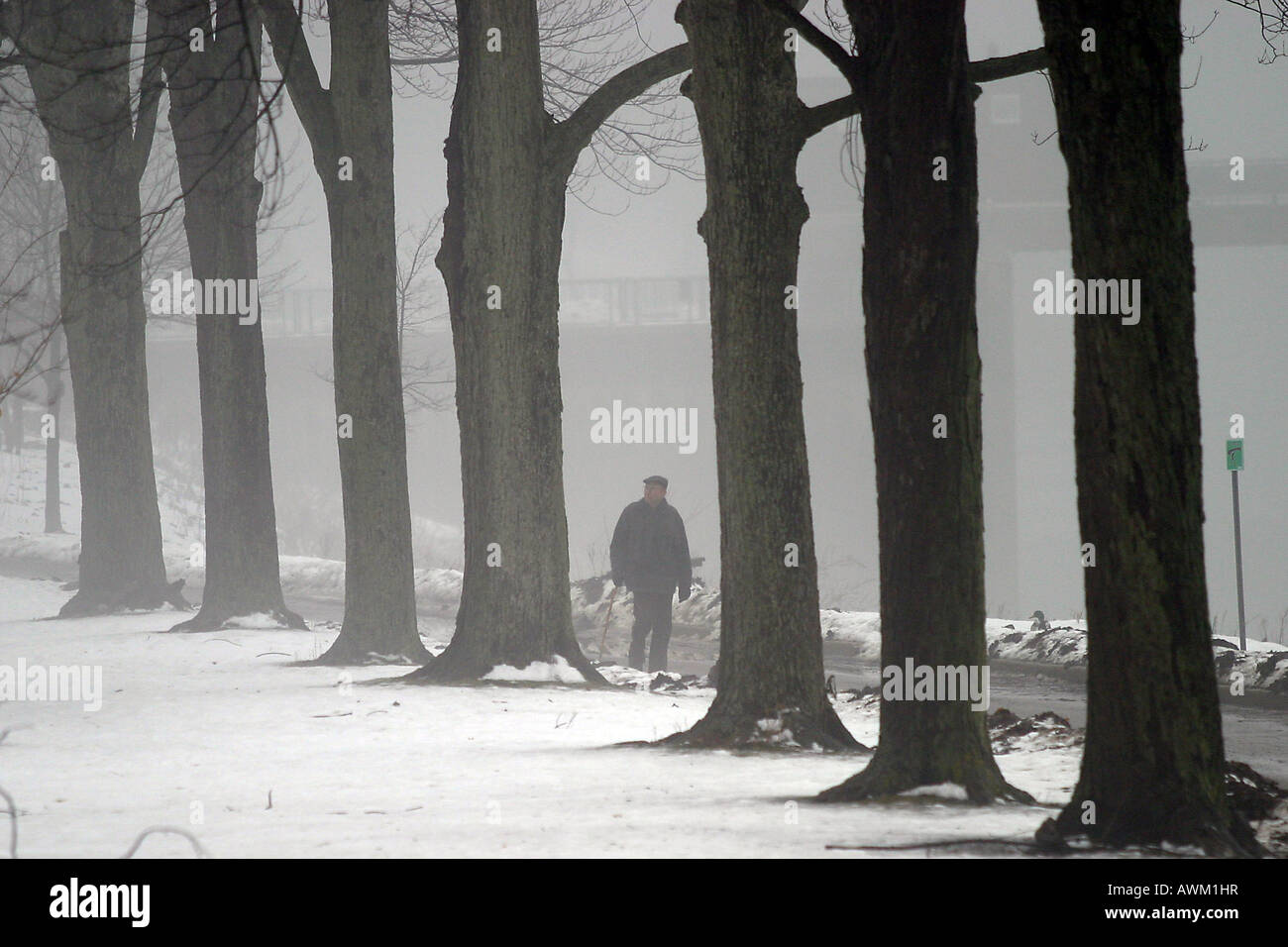 A man walking between trees Stock Photo - Alamy