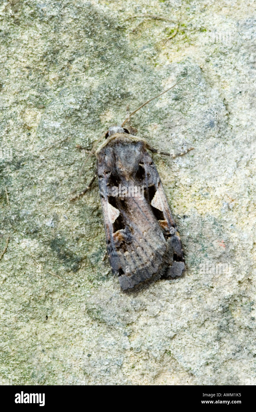 Setaceous Hebrew Character Moth High Resolution Stock Photography and ...
