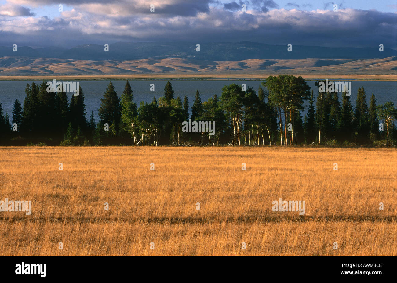 Grassy field, with lake in background, Red Rock Lake, Centennial Valley ...