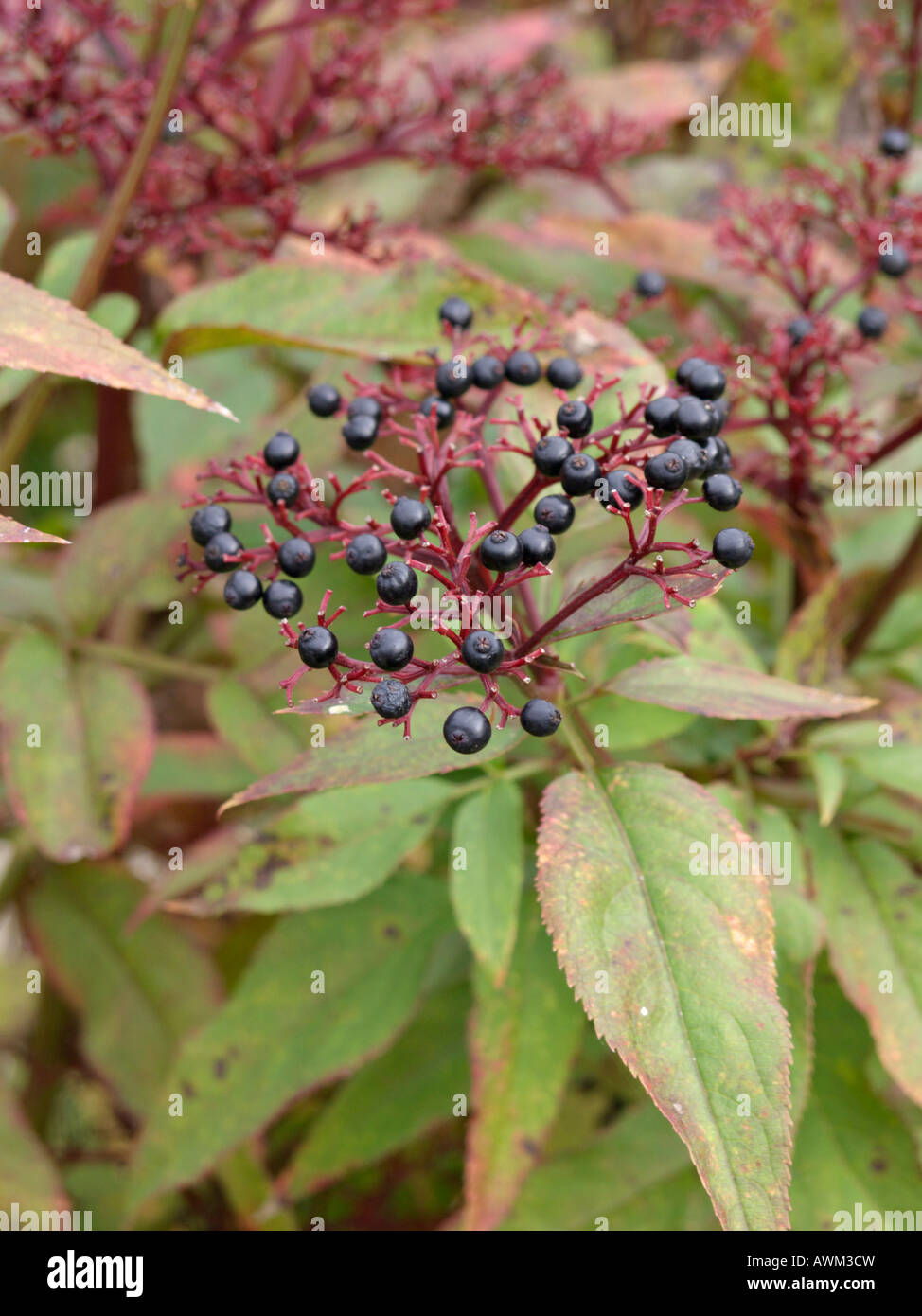 Dwarf elder (Sambucus ebulus Stock Photo - Alamy