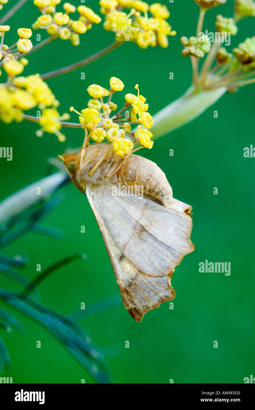 Dusky Thorn Moth High Resolution Stock Photography and Images - Alamy