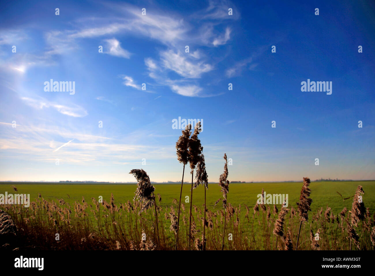 Fenland landscape hi-res stock photography and images - Alamy