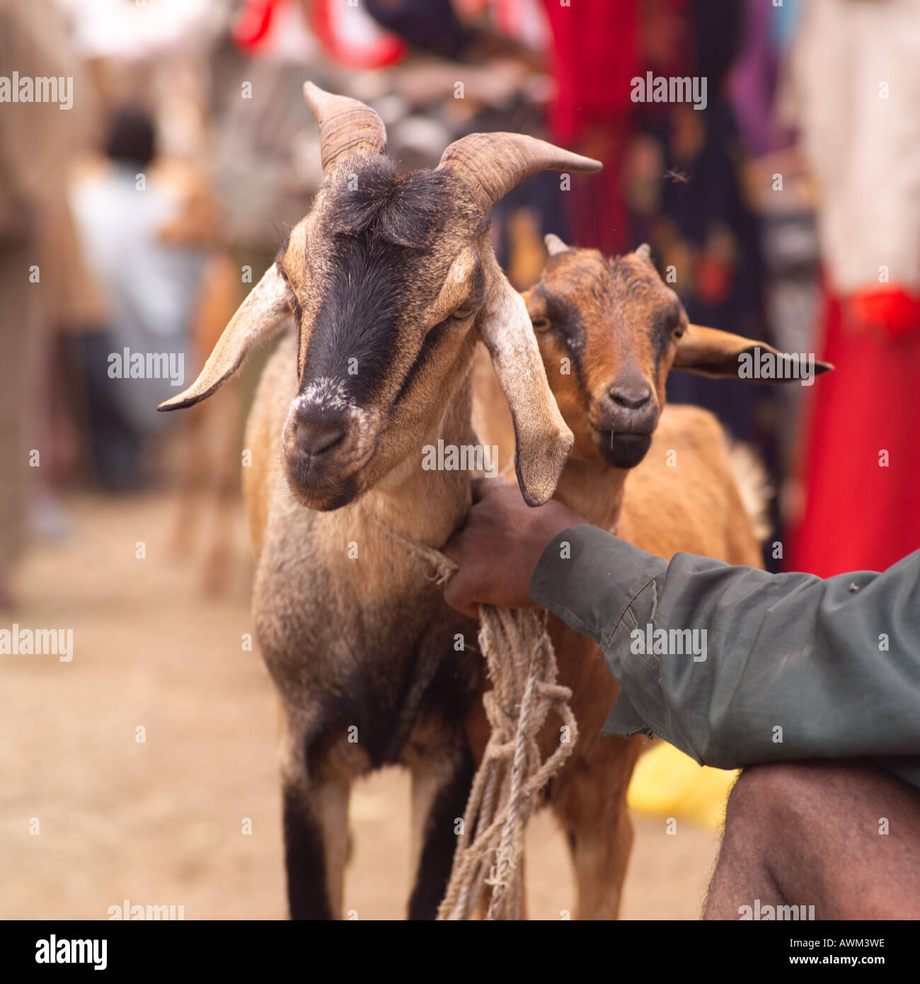 Tamed Goat High Resolution Stock Photography and Images - Alamy