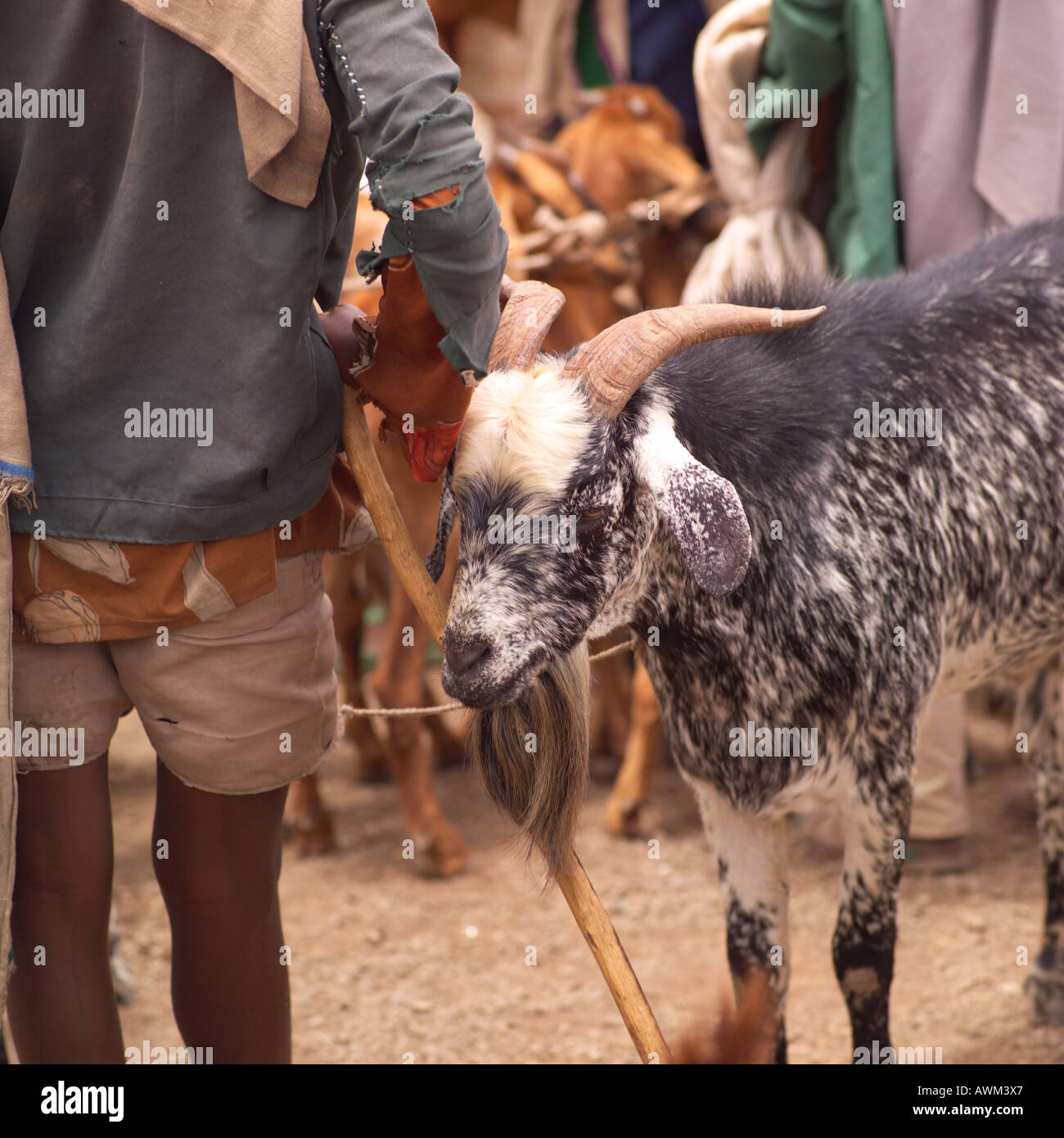 Person leading goat hi-res stock photography and images - Alamy