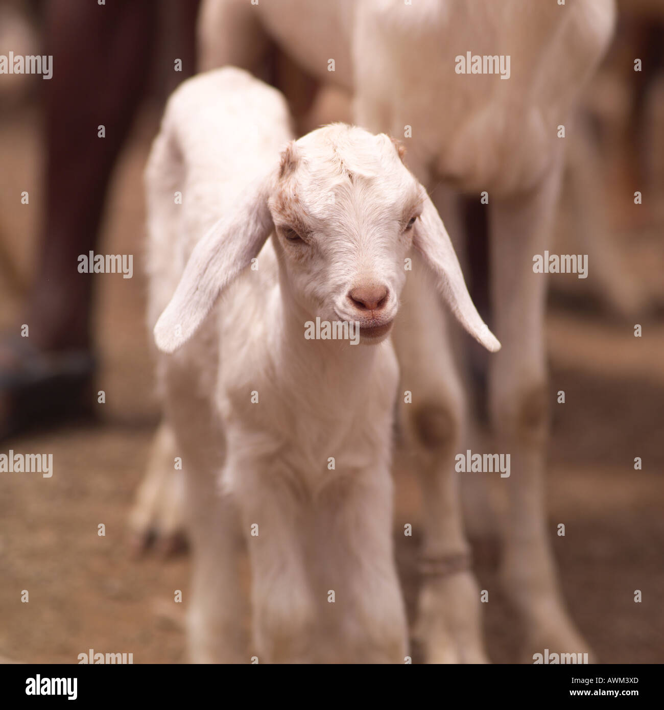 Tamed Goat High Resolution Stock Photography and Images - Alamy