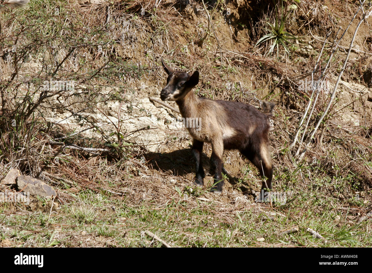 cuban baby goat Sierra Maestra mountains Santiago Cubadr Stock Photo ...