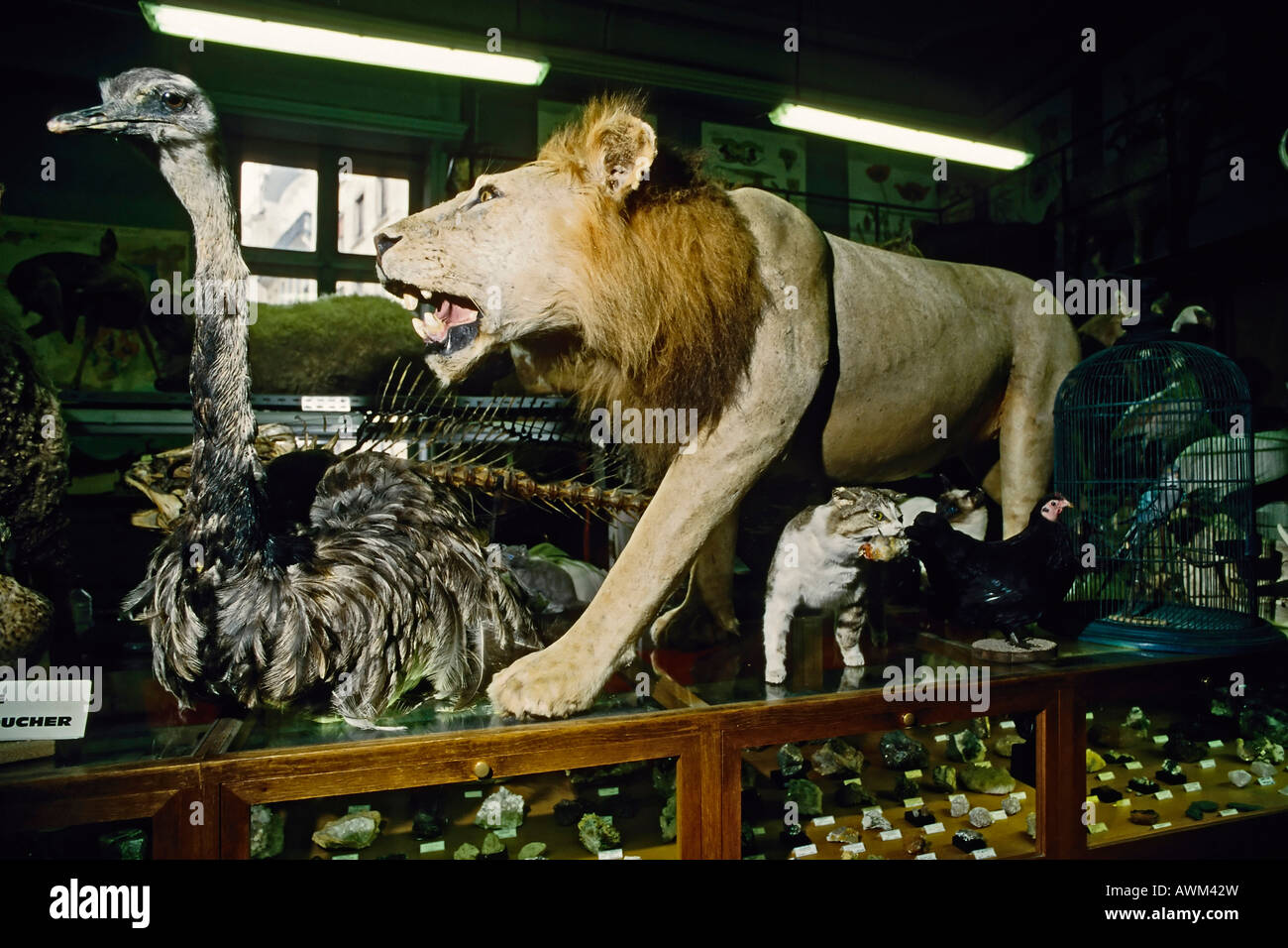 Lion And Ostrich High Resolution Stock Photography and Images - Alamy
