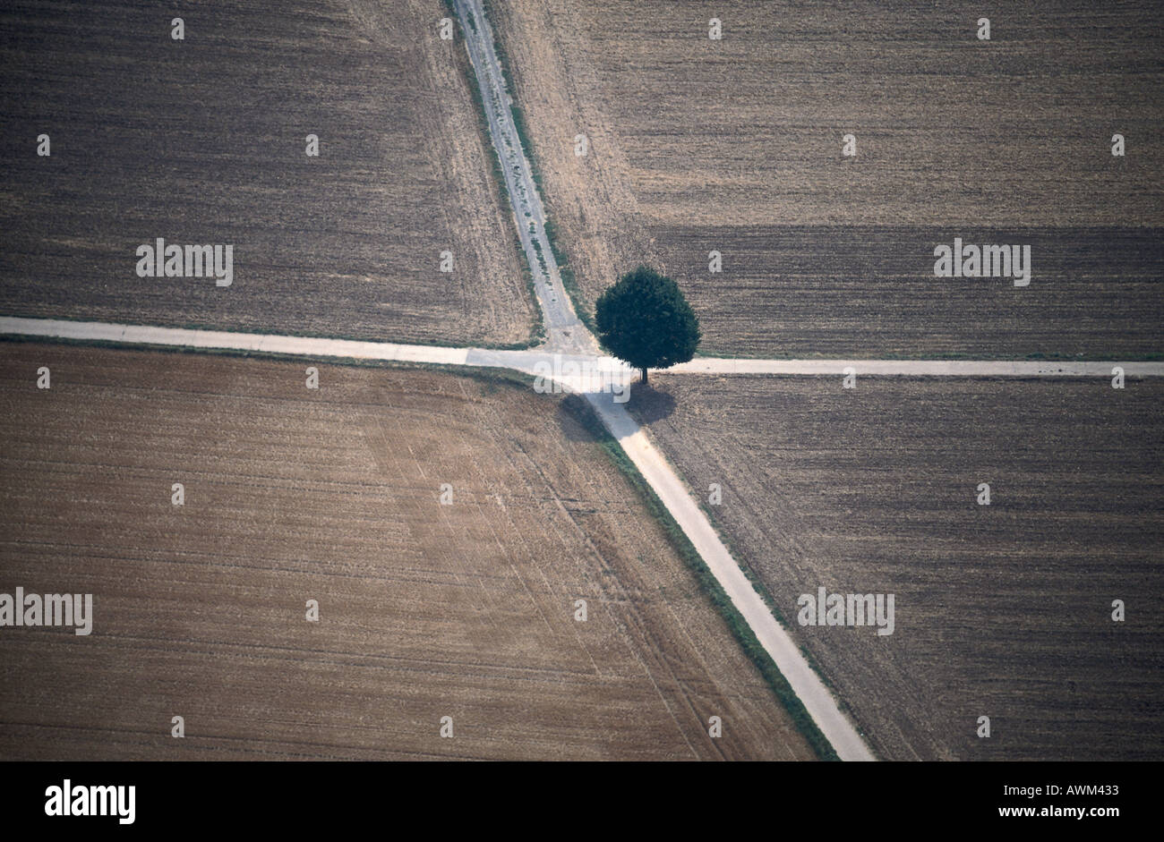 Aerial view solitary trees on hi-res stock photography and images - Alamy