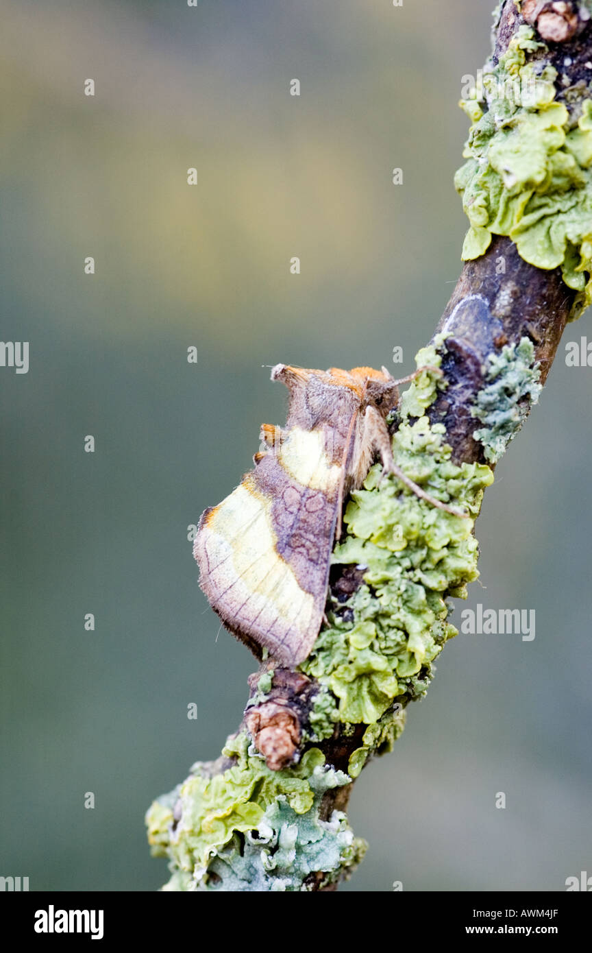 BURNISHED BRASS MOTH DIACHRYSIA CHRYSITIS F AUREA Stock Photo - Alamy