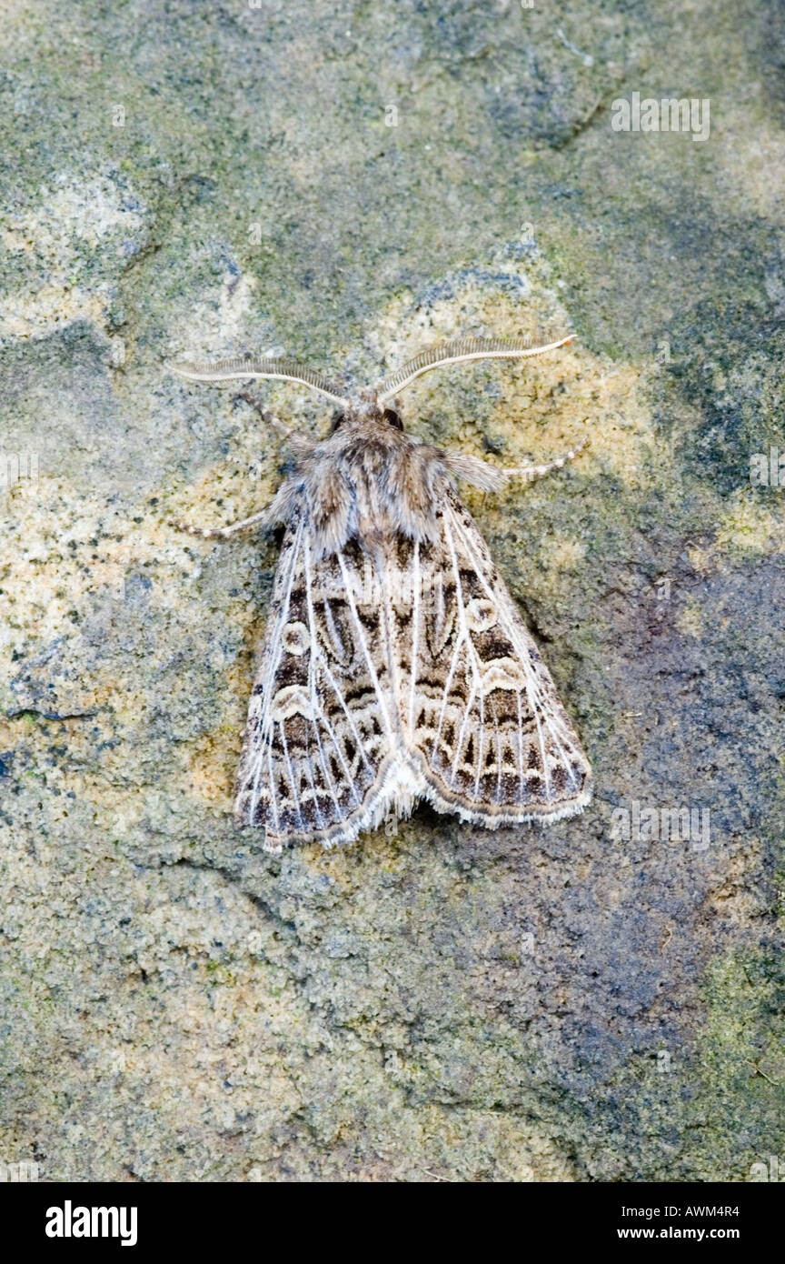 Gothic moth hi-res stock photography and images - Alamy