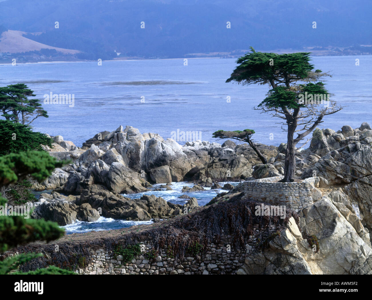Tree on a rocky coast, Carmel, California, USA Stock Photo - Alamy