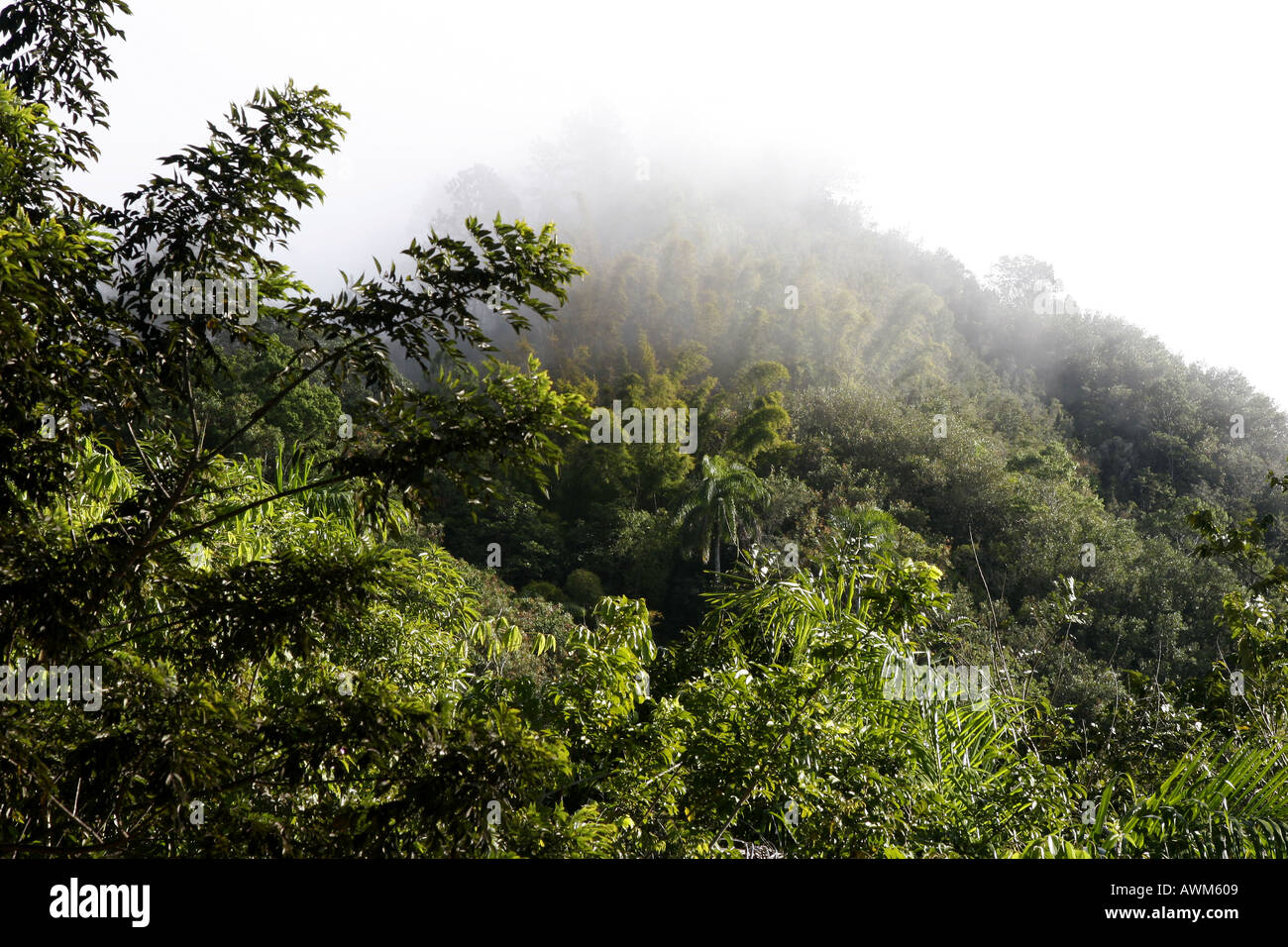 cuban rainforest Sierra Maestra mountains Santiago Cuba Stock Photo - Alamy