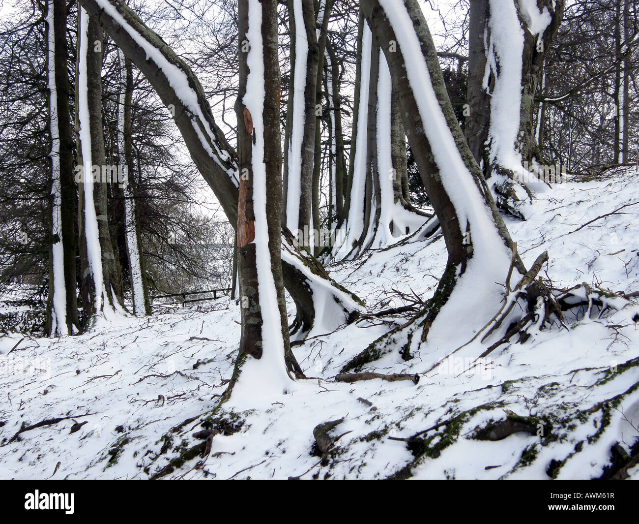 wood in snow winter UK country Stock Photo - Alamy