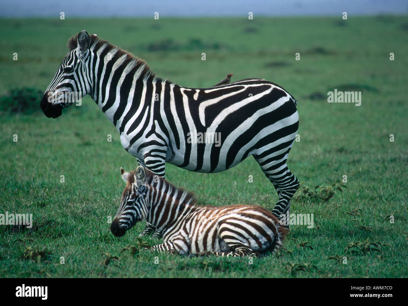 Mum and baby zebra hi-res stock photography and images - Alamy