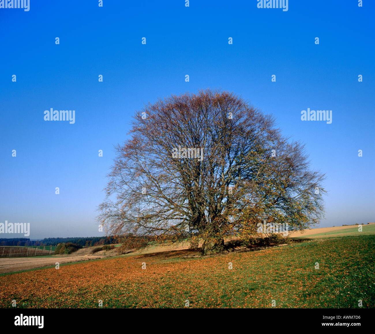 Standalone Tree High Resolution Stock Photography and Images - Alamy