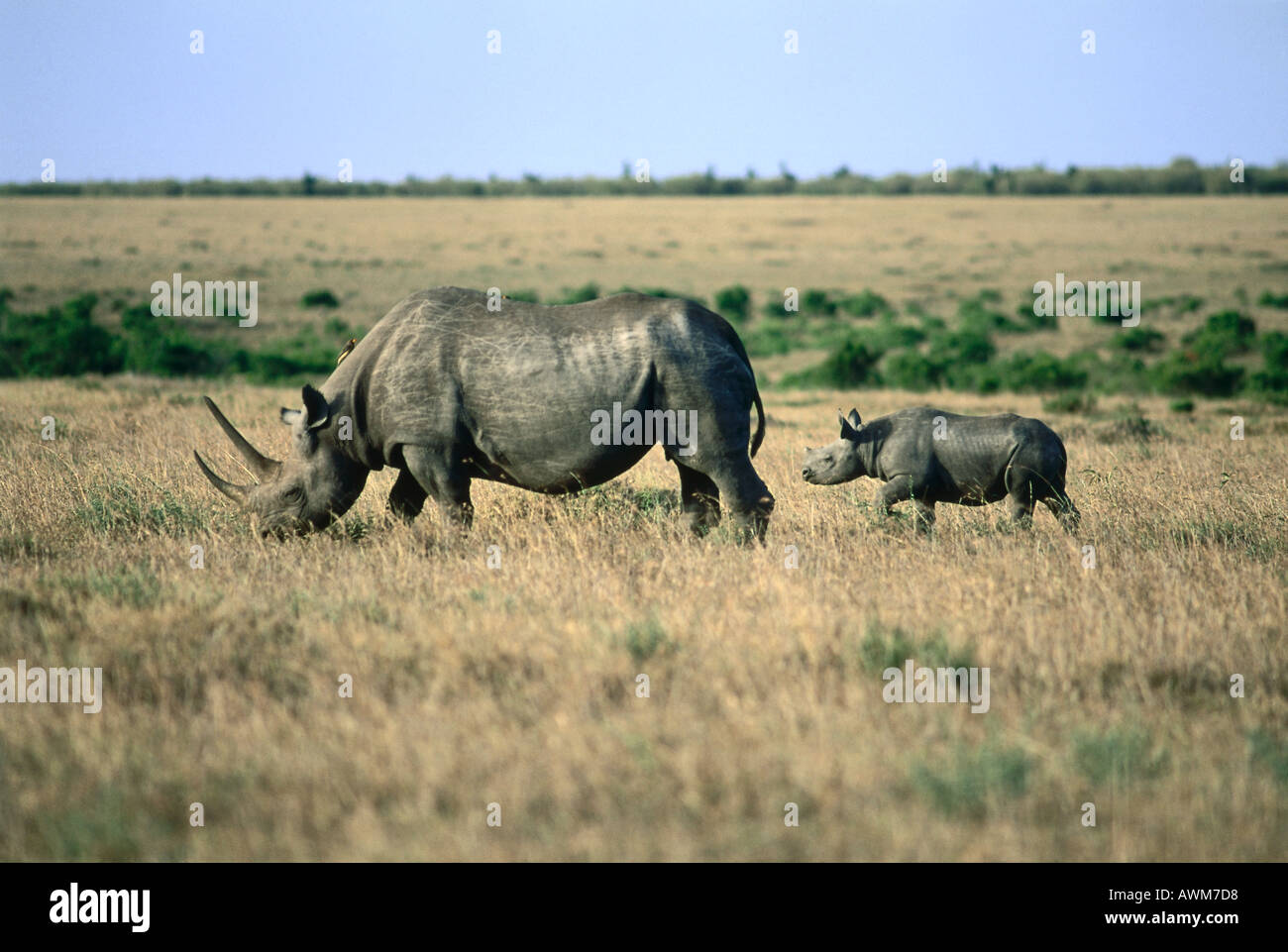 Black Rhinoceros walking with its calf in steppe Stock Photo - Alamy