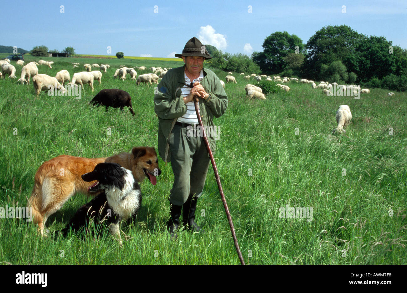 Man standing sheep shepherd dog hi-res stock photography and images - Alamy