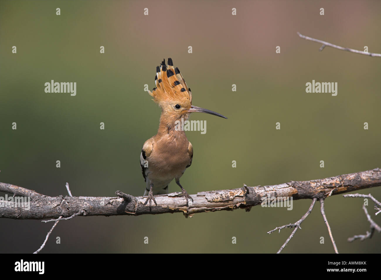 Hoopoe Upupa epops landing near nest hole in dead tree with crest ...