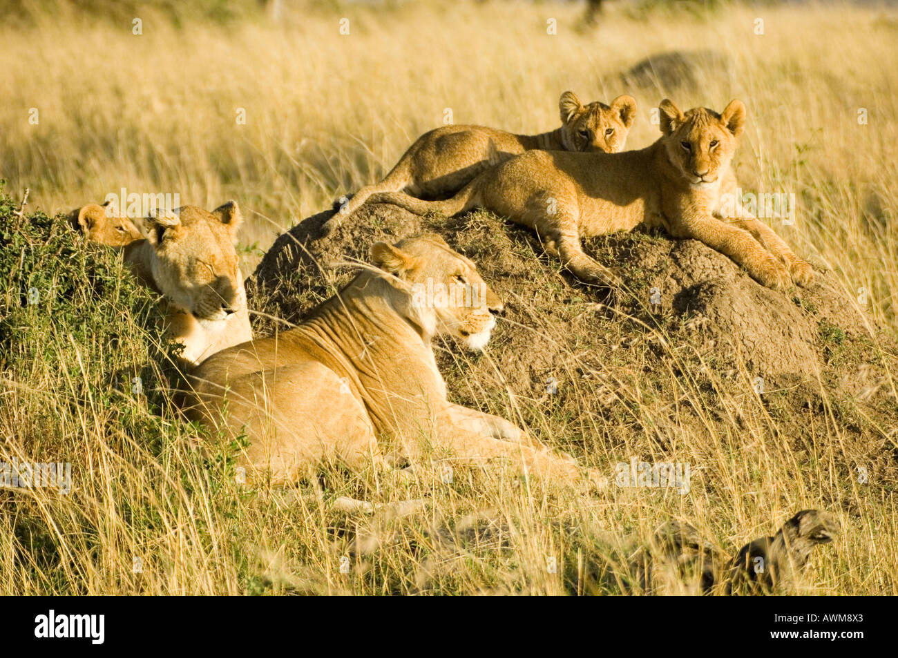 Pride of lions in Kenya's Masai Mara Stock Photo - Alamy