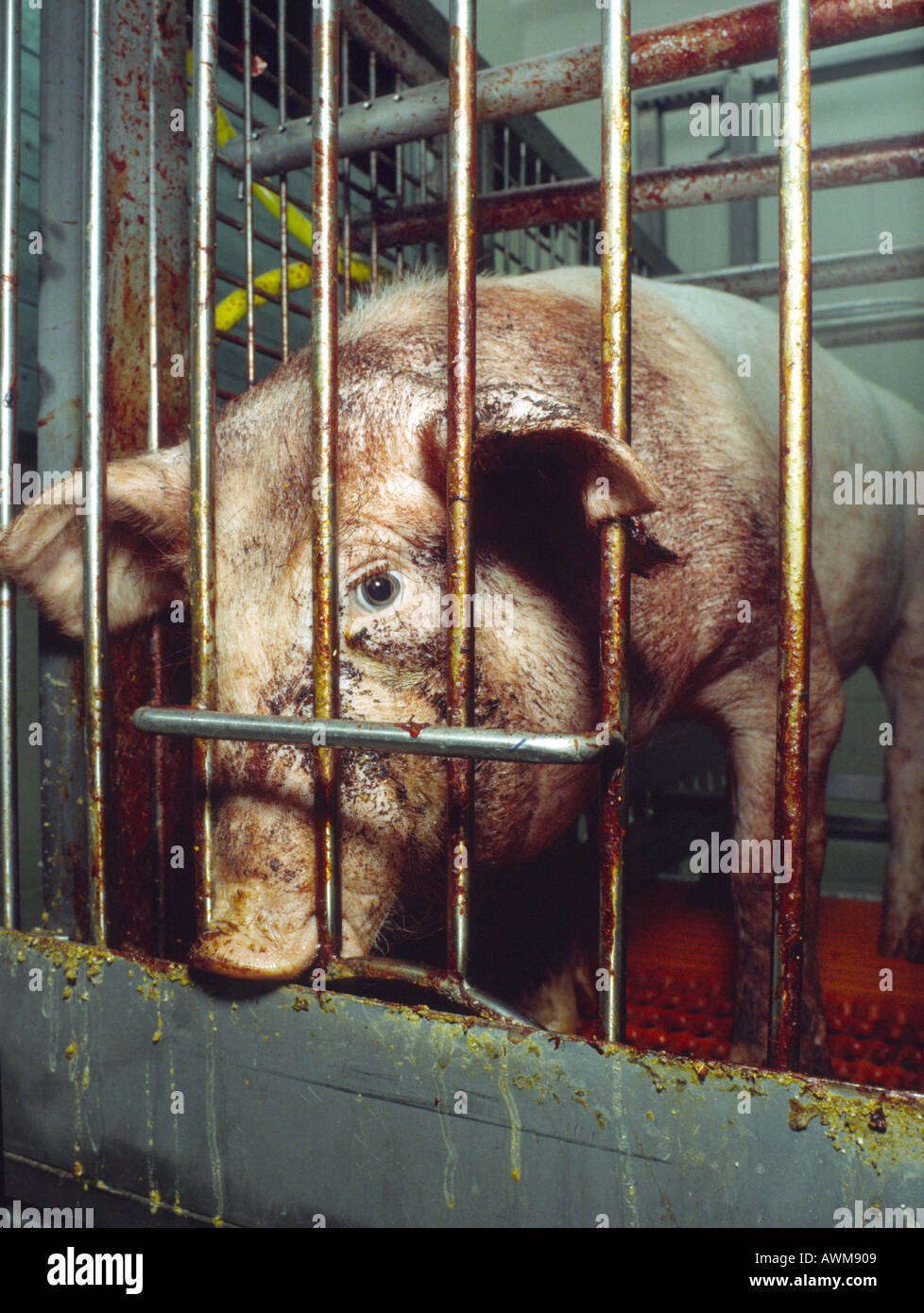 Pig houses hi-res stock photography and images - Alamy