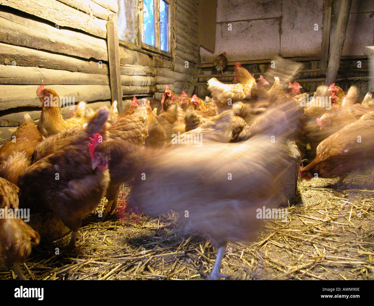 Stable movement hi-res stock photography and images - Alamy