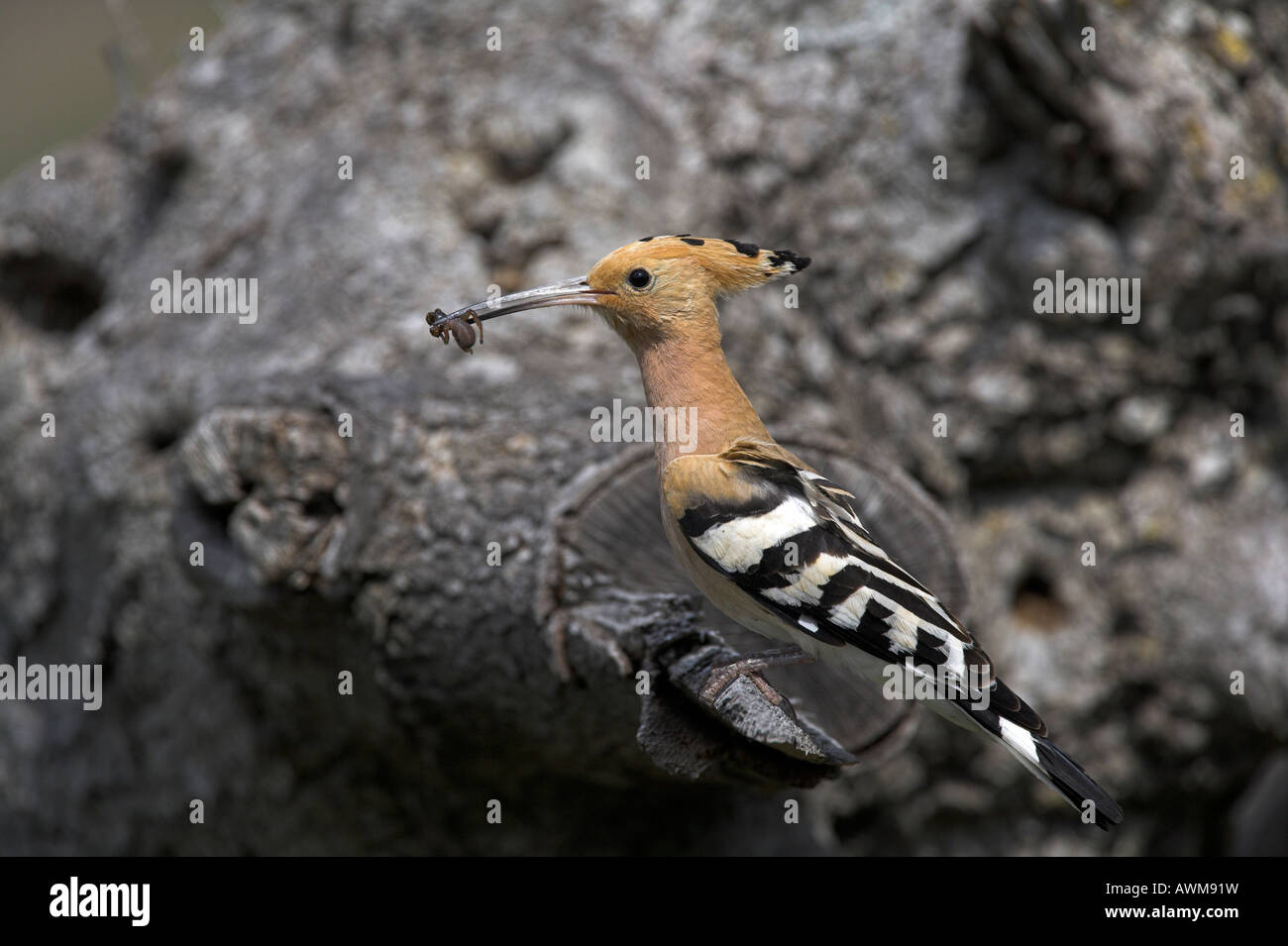 Hoopoe Upupa epops landing by nest hole in dead tree with food for ...