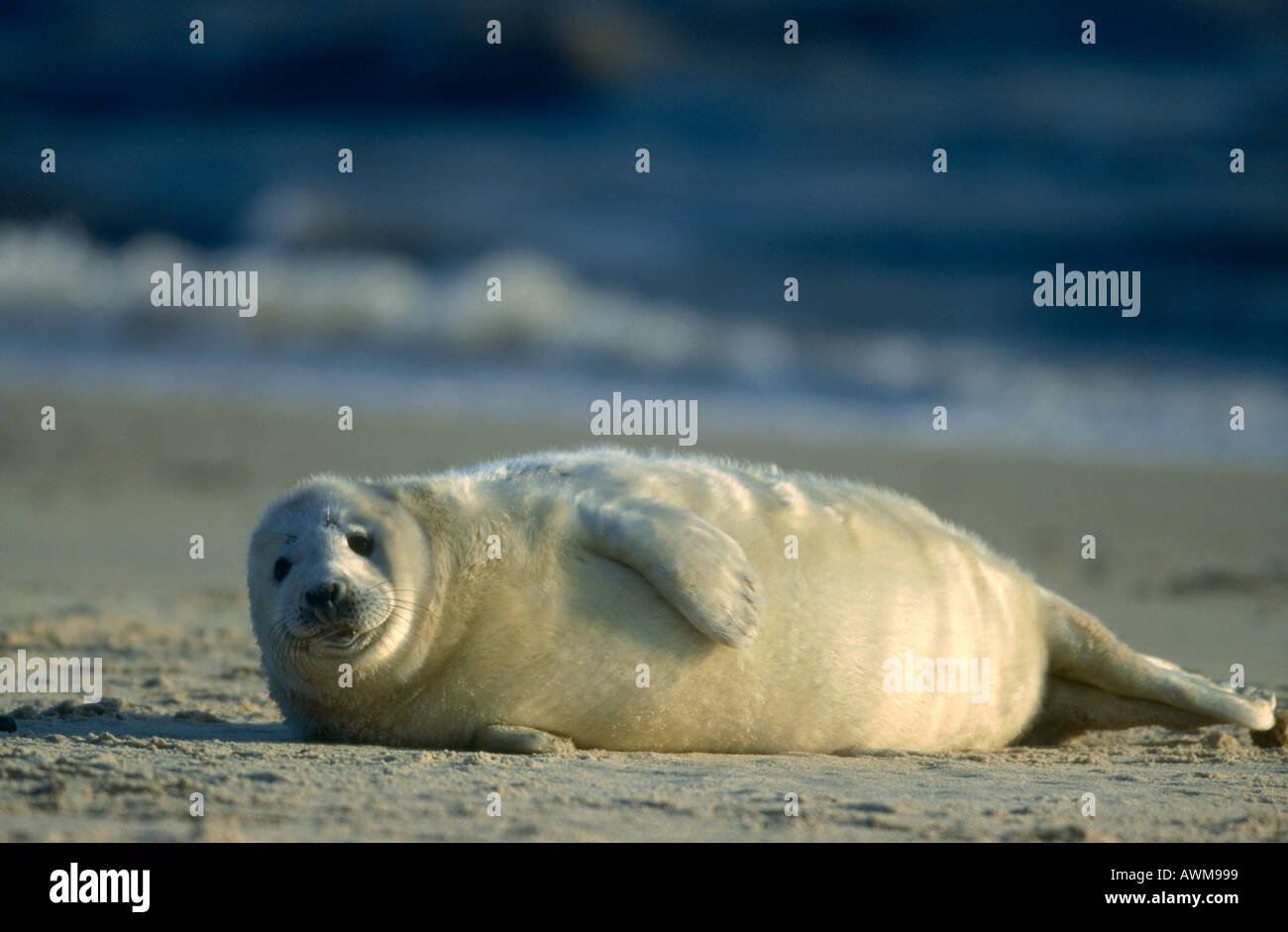Side profile of seal lying on beach, Amrum, Germany, Europe Stock Photo ...