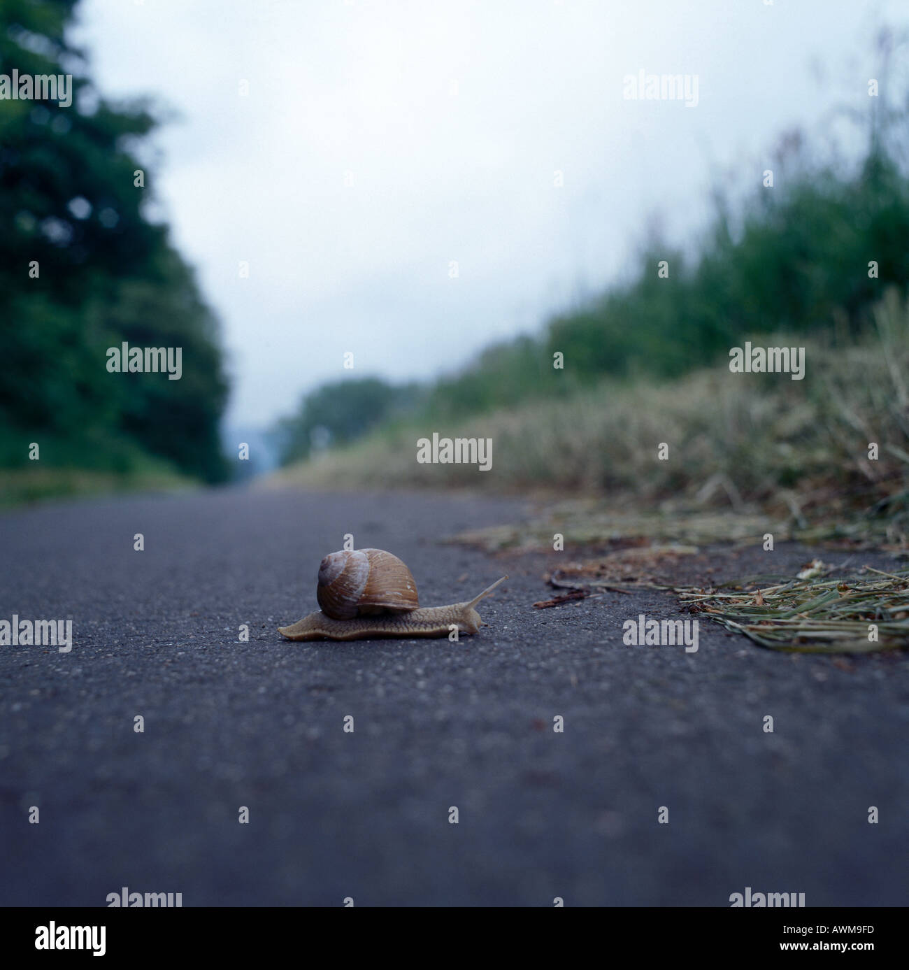 Snail on road Stock Photo - Alamy