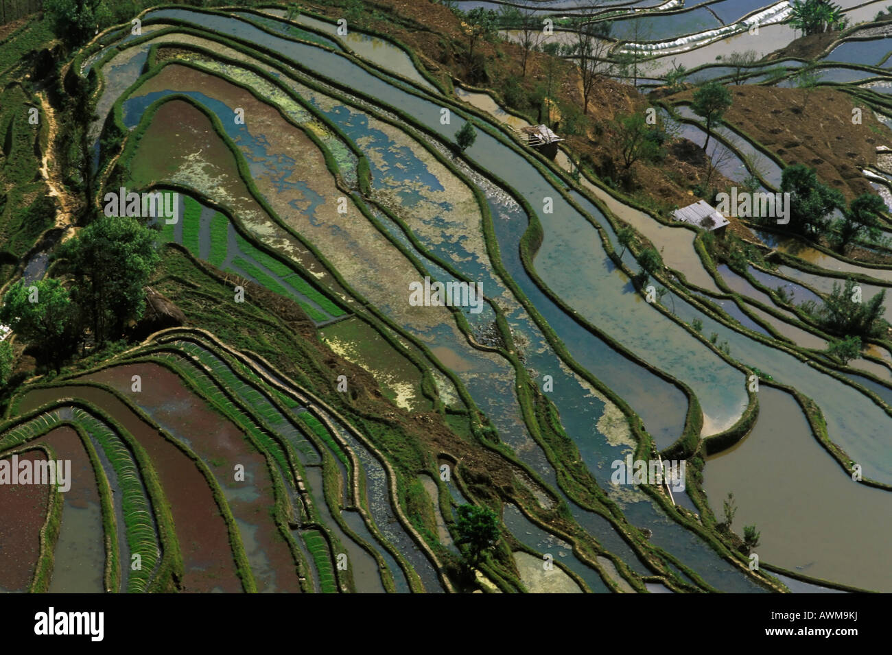 Tiger mouth rice terraces hi-res stock photography and images - Alamy