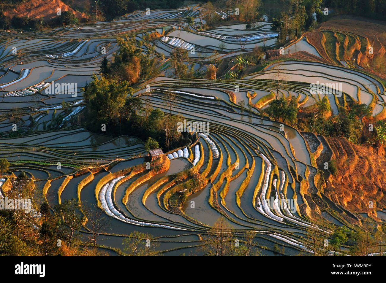 Tiger mouth rice terraces hi-res stock photography and images - Alamy