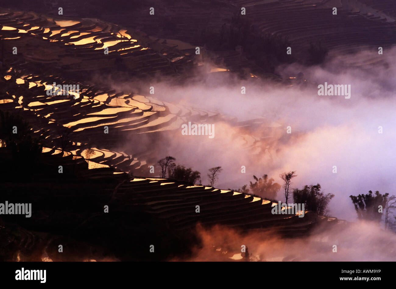 Rice terraces at Bada, Yuanyang, Yunnan, China, Asia Stock Photo - Alamy