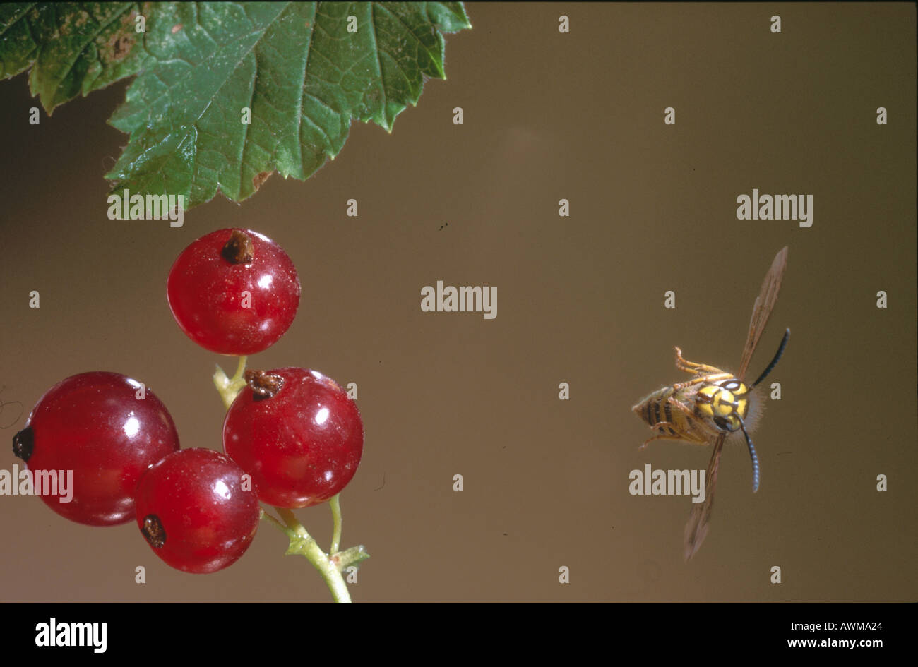 Reddish wasp hi-res stock photography and images - Alamy