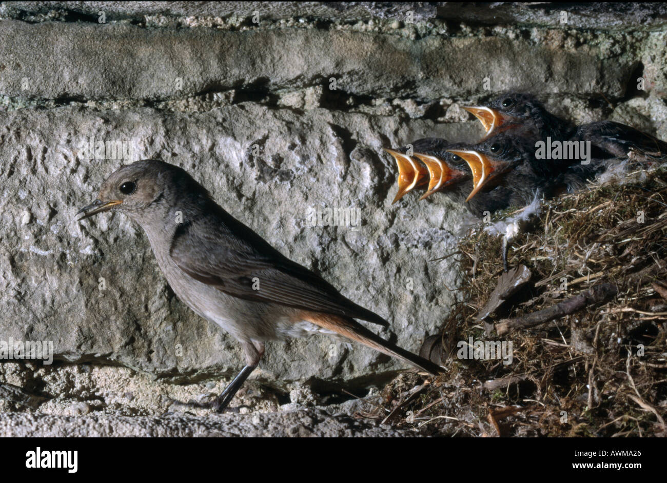 Close-up of Redstart (Phoenicurus phoenicurus) with its chicks in nest ...