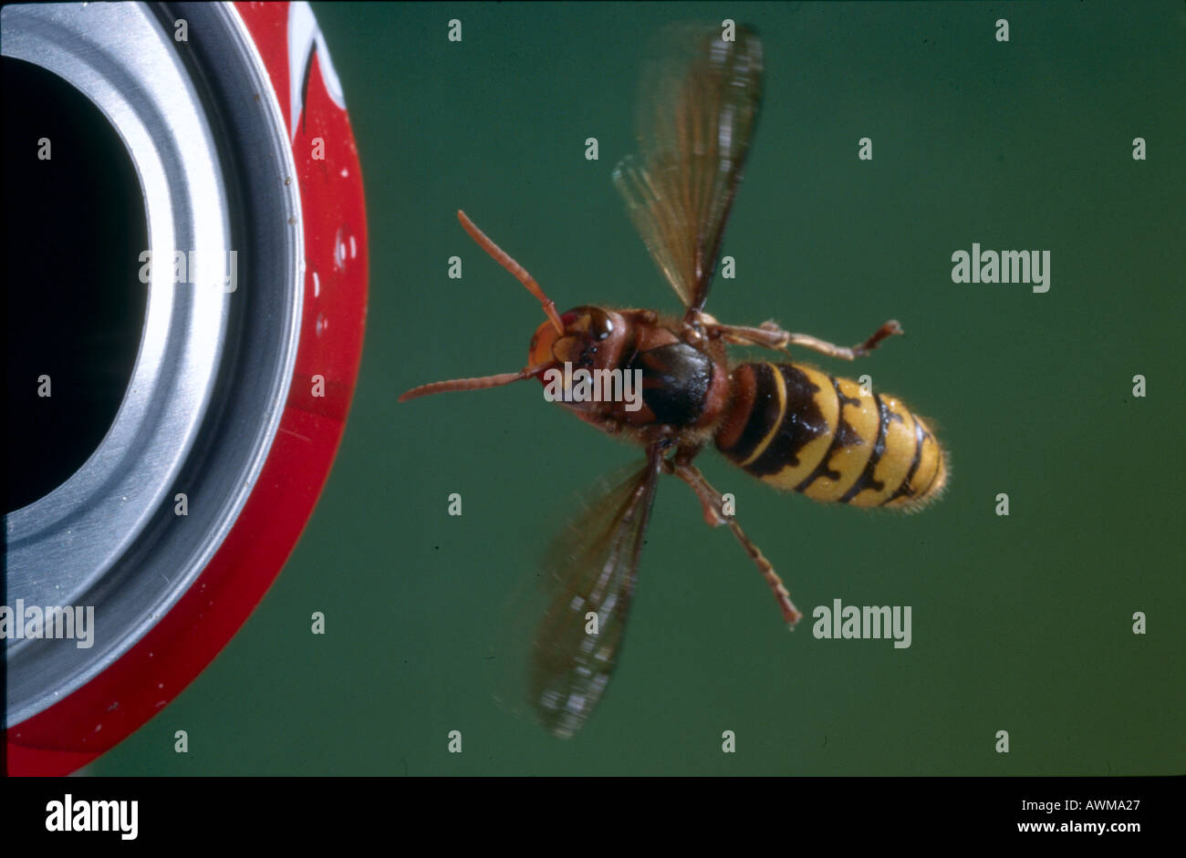 Close-up of wasp flying over tin can Stock Photo - Alamy