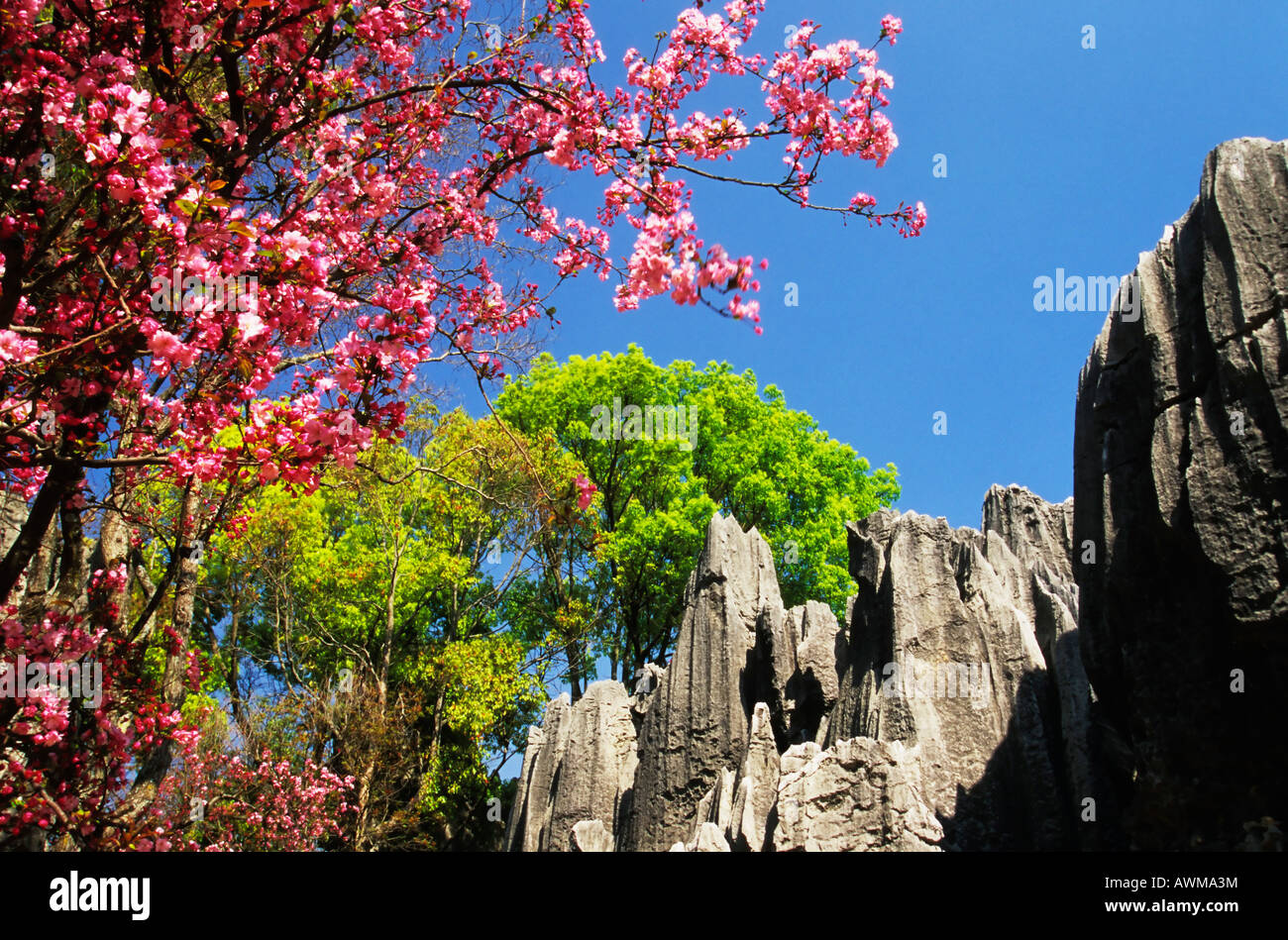 Shilin Stone Forest, Yunnan, China, Asia Stock Photo - Alamy