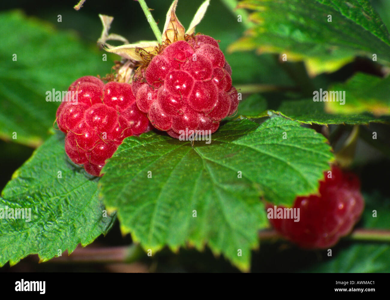 Raspberries growing hi-res stock photography and images - Alamy