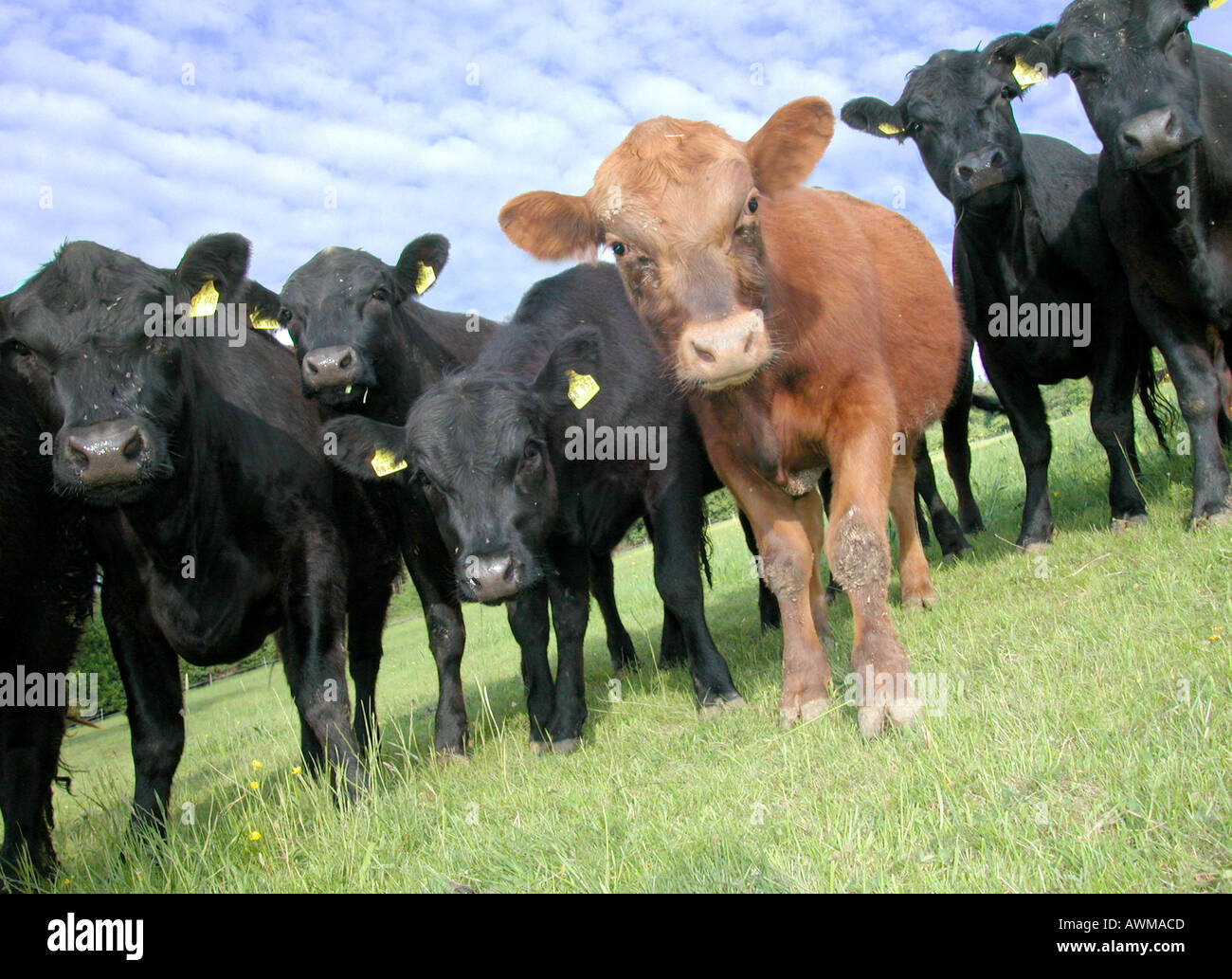 Various cattle hi-res stock photography and images - Alamy