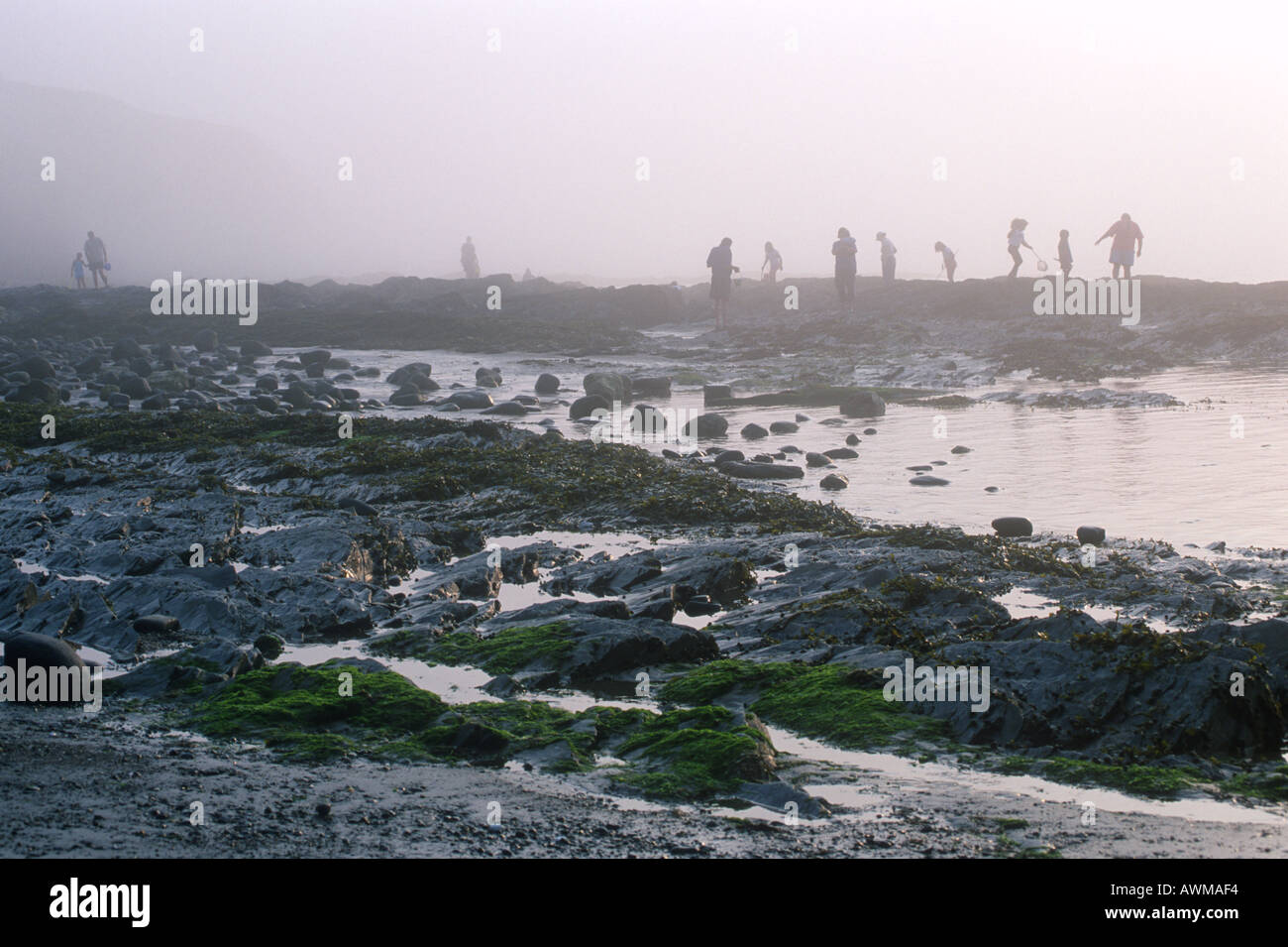 Welsh rock pool life hi-res stock photography and images - Alamy
