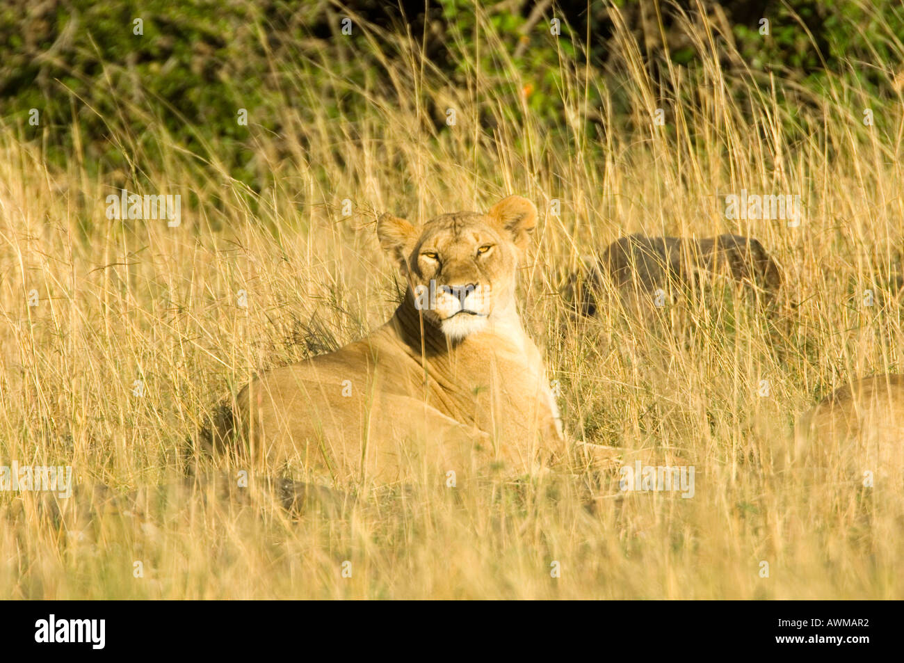 Lion cub in Masai Mara Stock Photo - Alamy