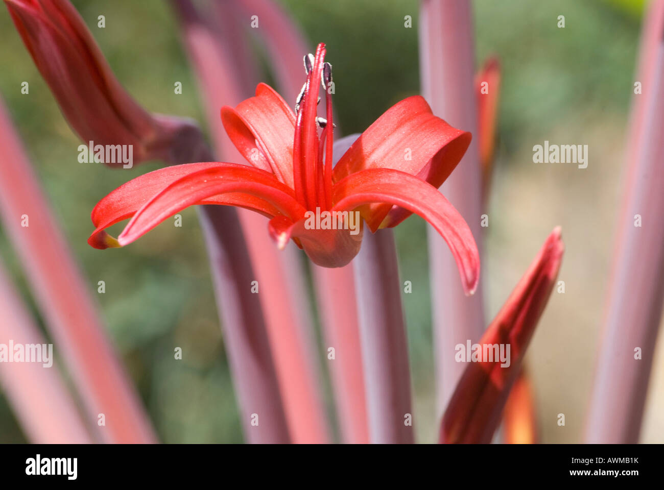 Brunswigea josephiniae josephine lily hi-res stock photography and ...
