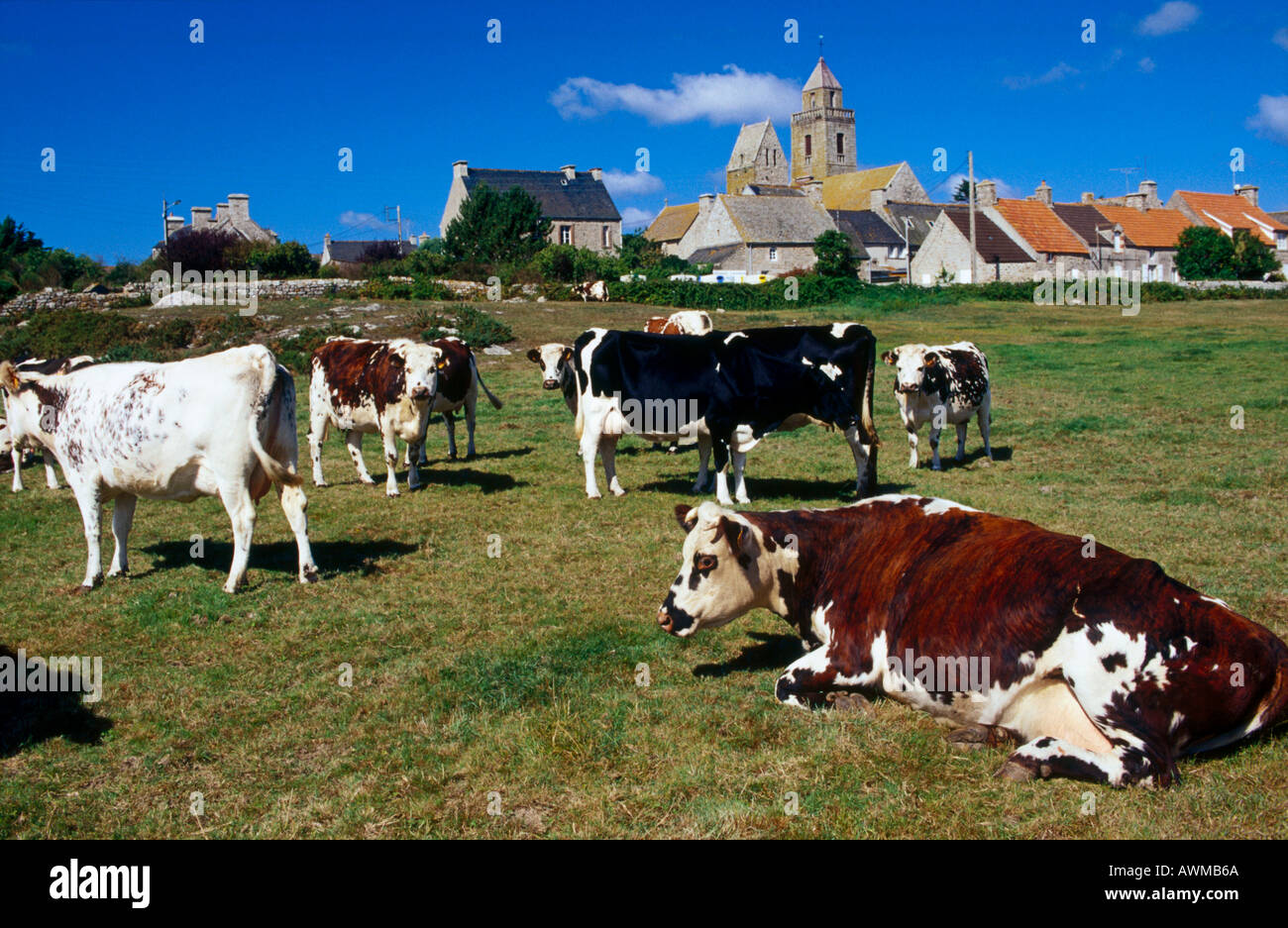 France cows tower hi-res stock photography and images - Alamy