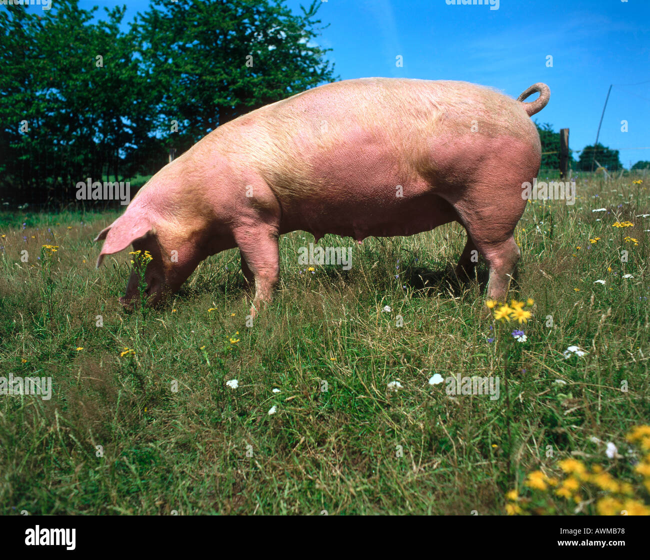 Pig in trees hi-res stock photography and images - Alamy
