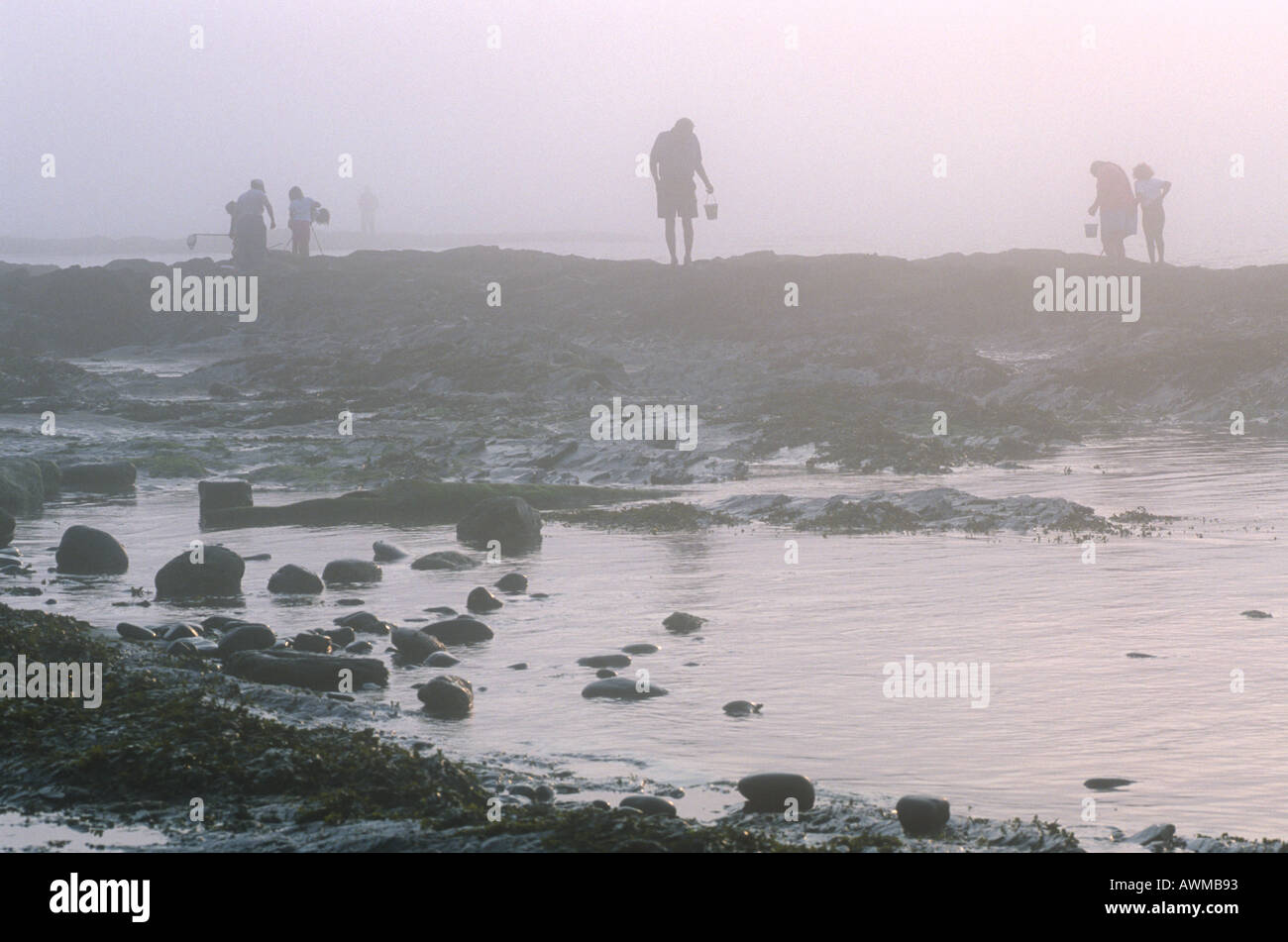 People searching the rock pools for sea life at low tide at Borth Beach ...
