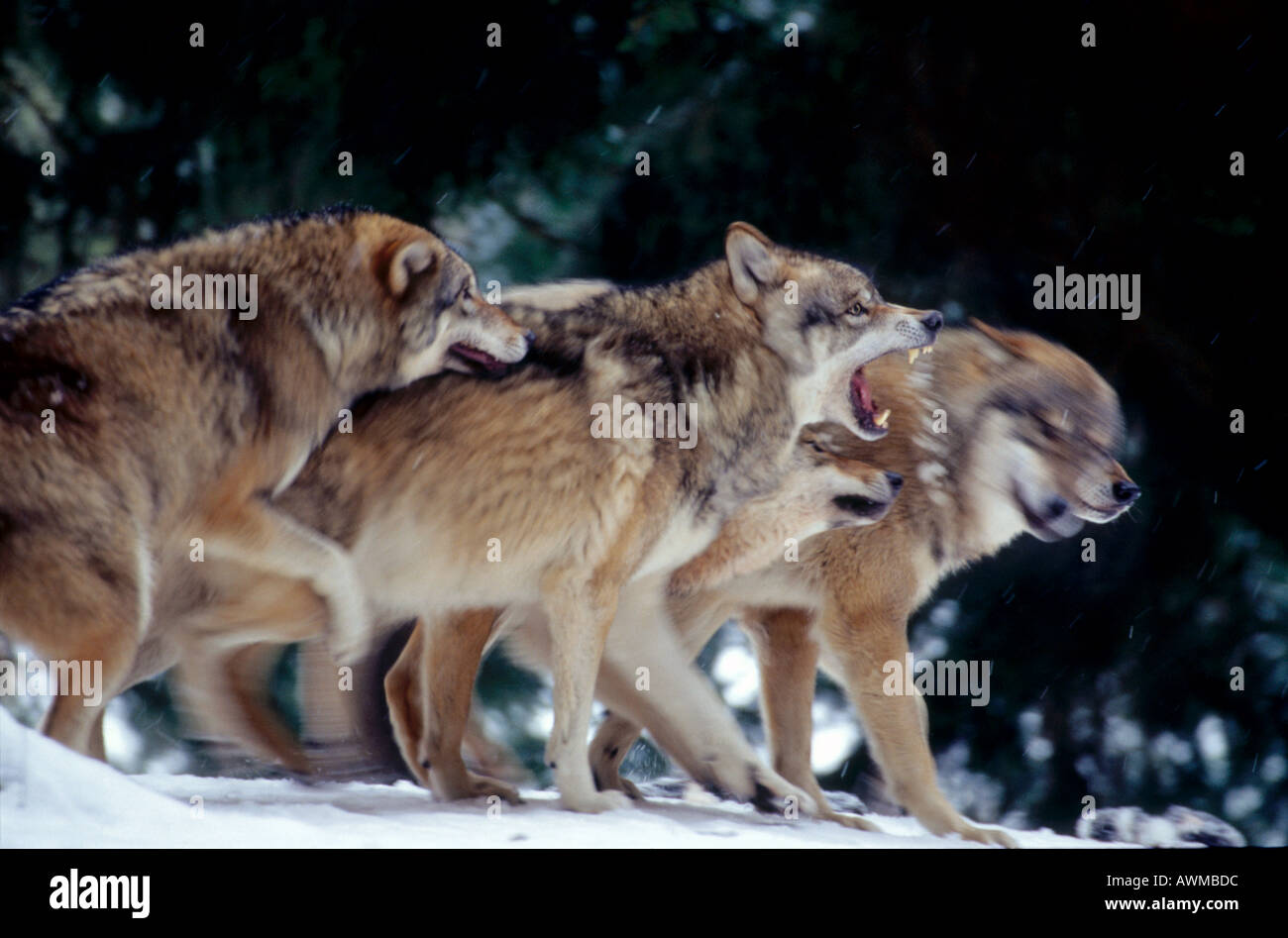 Wolf baring teeth hi-res stock photography and images - Alamy