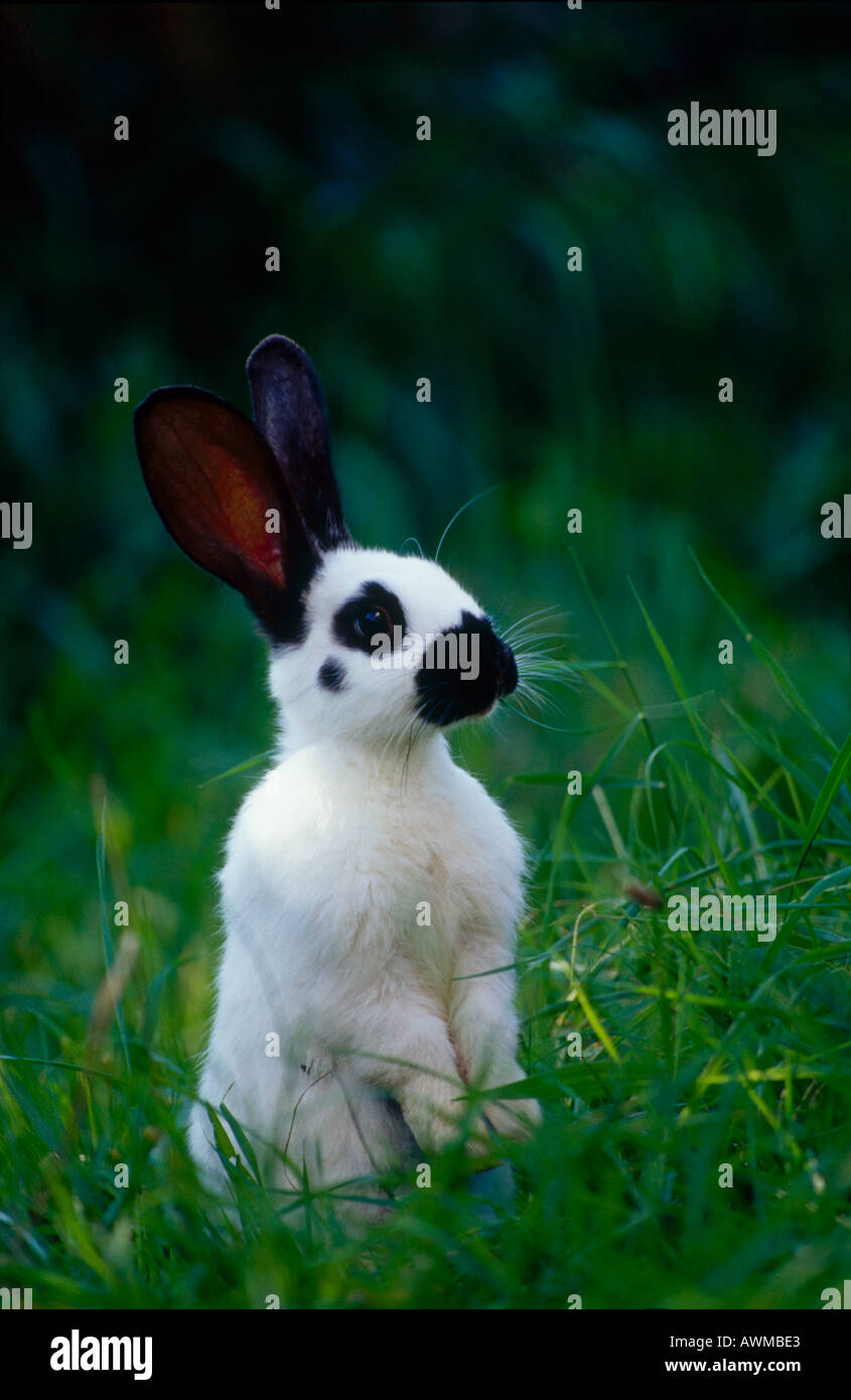 Inquisitive rabbit hi-res stock photography and images - Alamy