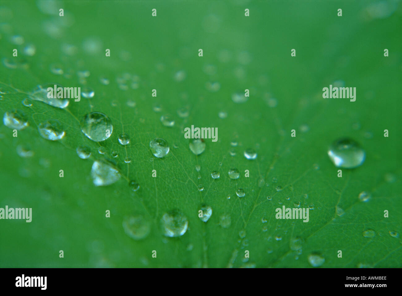 Water dripping off leaf hi-res stock photography and images - Alamy
