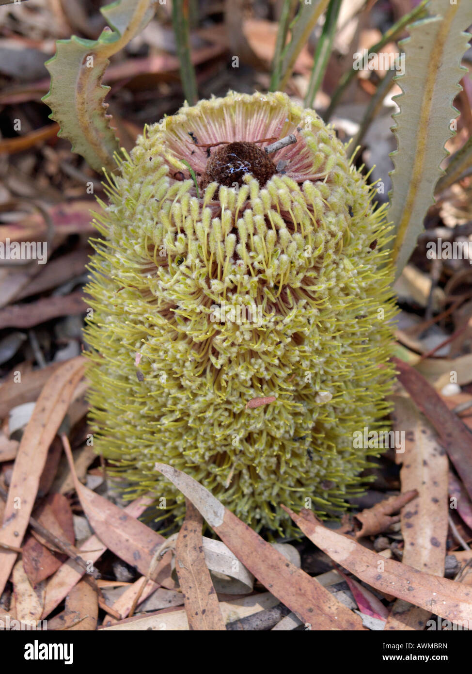 Prostrate banksia (Banksia petiolaris Stock Photo - Alamy