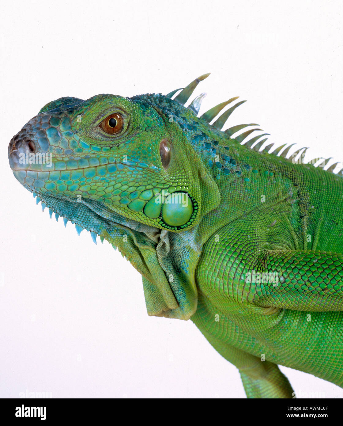 Close-up of Iguana (Iguana iguana) on white background Stock Photo - Alamy